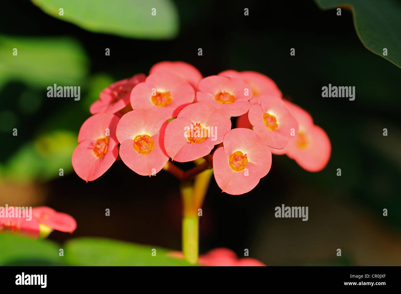 Flower cyme hi-res stock photography and images - Alamy