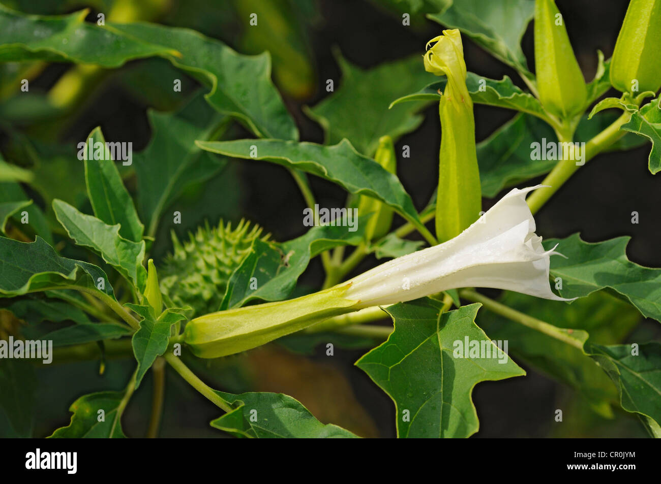 Jimson Weed High Resolution Stock Photography and Images - Alamy