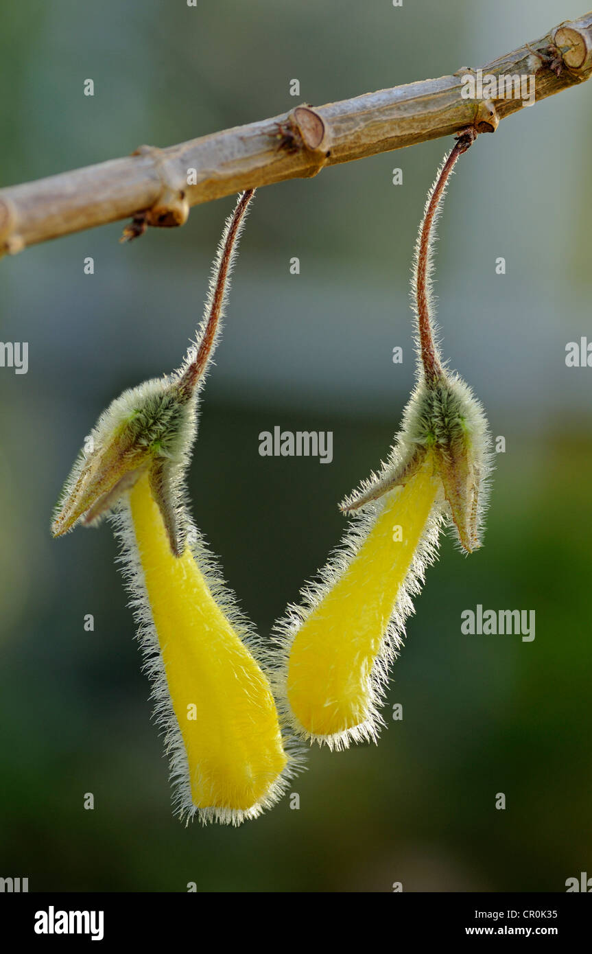 Gesneriaceae hi-res stock photography and images - Alamy