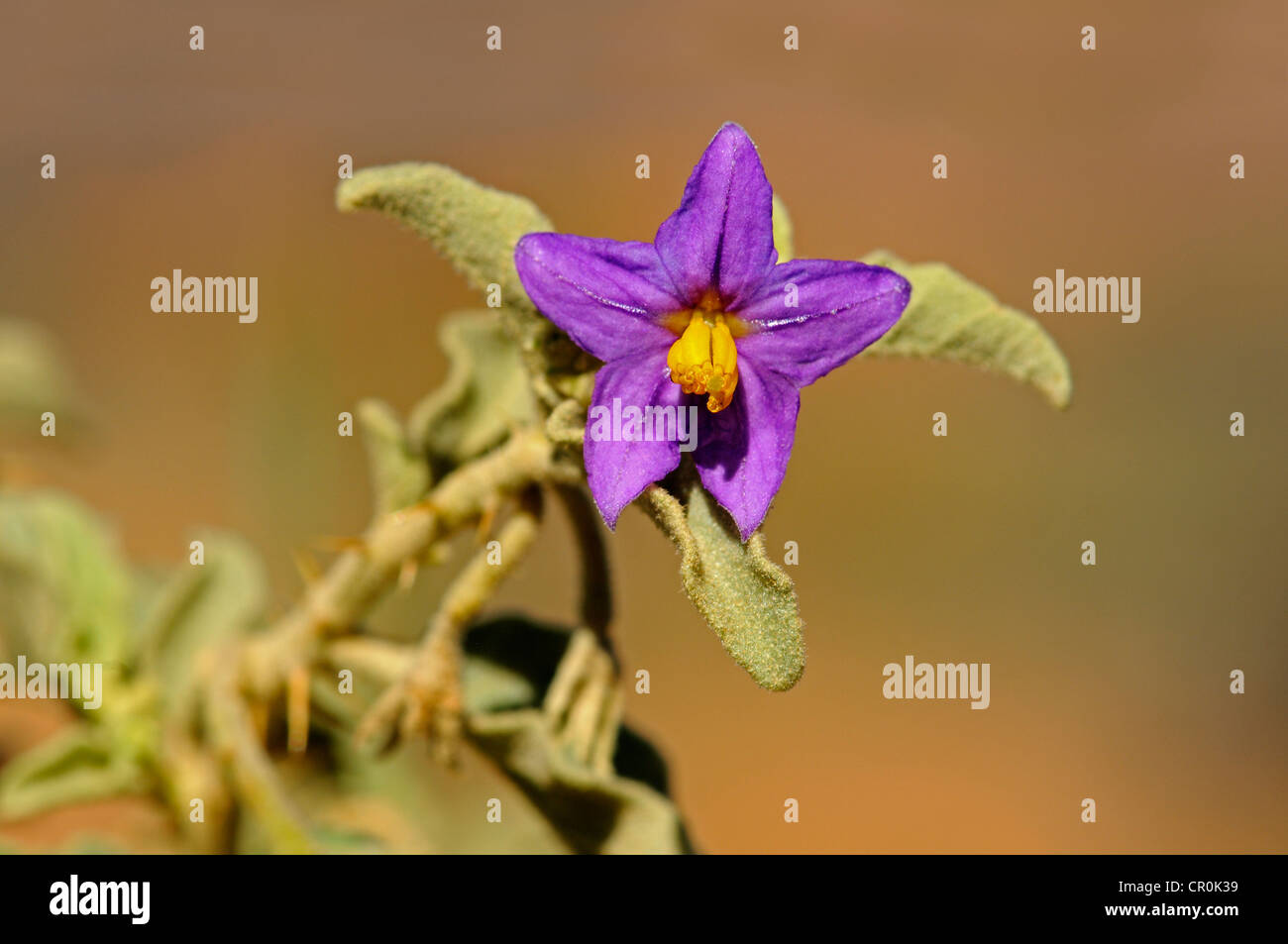South africa purple blooms hi-res stock photography and images - Alamy