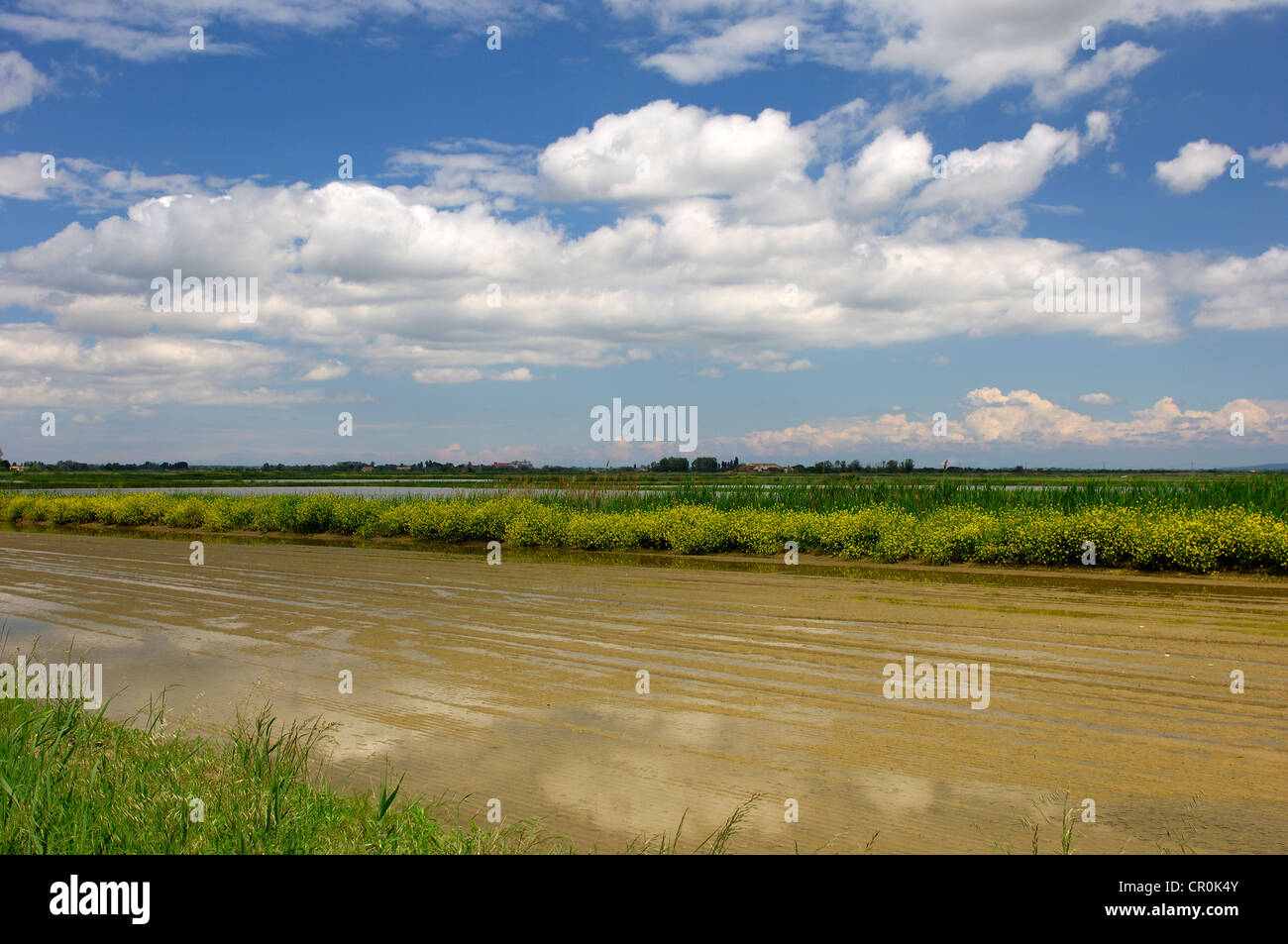 Rice paddy field europe hi-res stock photography and images - Alamy