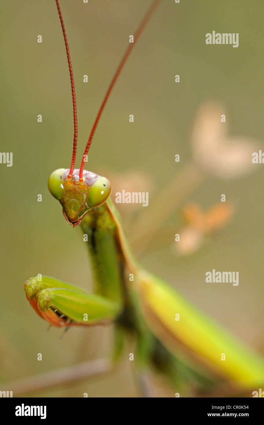 European Mantis or Praying Mantis (Mantis religiosa), Alsace, France ...