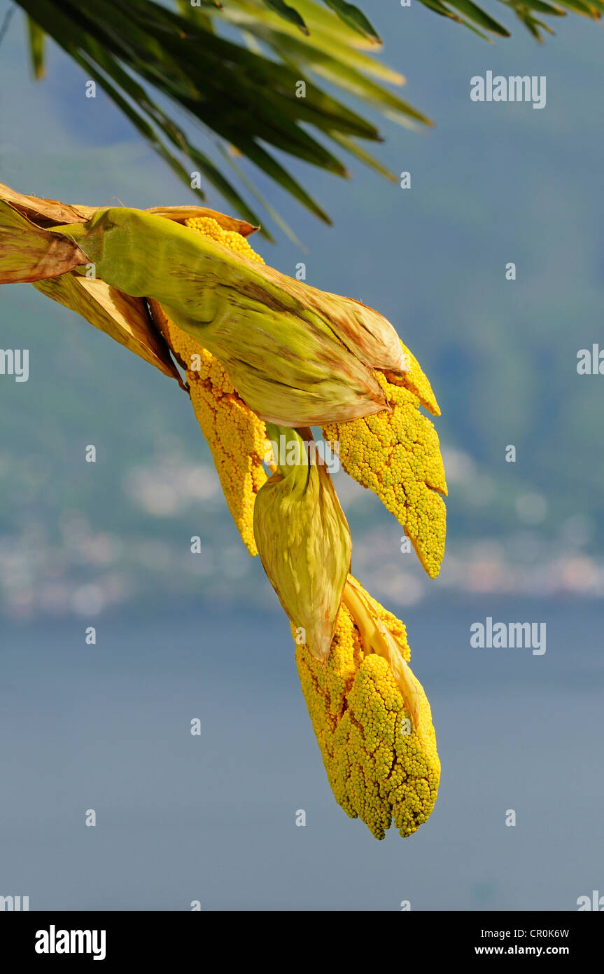 Switzerland windmill palm trachycarpus fortunei hi-res stock ...