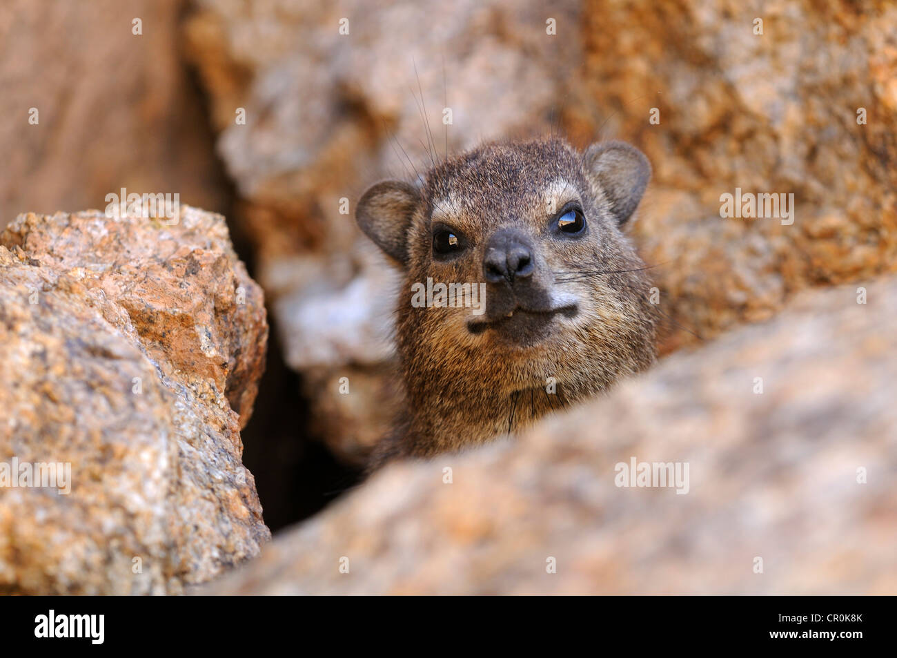 Rock Hyrax or Cape Hyrax (Procavia capensis) looking out from between ...