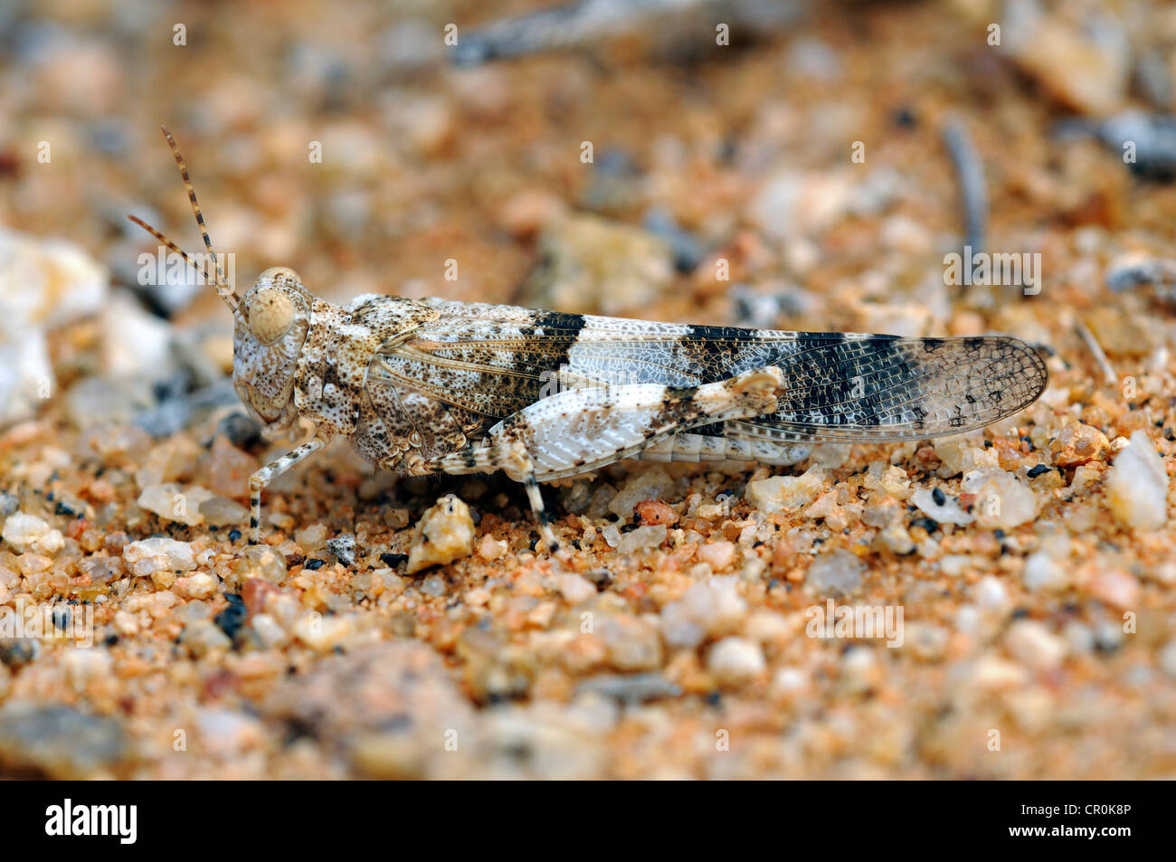 Field Grasshopper (Acrotylus) in perfect camouflage to the colour of ...
