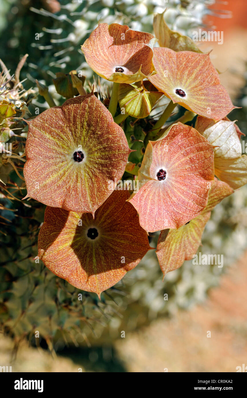 Flowers of Hoodia juttae, Succulent nursery Vanrhynsdorp, Western Cape ...