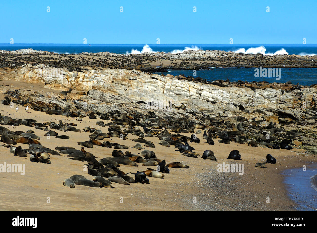 Brown Fur Seal, Cape Fur Seal or South African Fur Seal (Arctocephalus ...