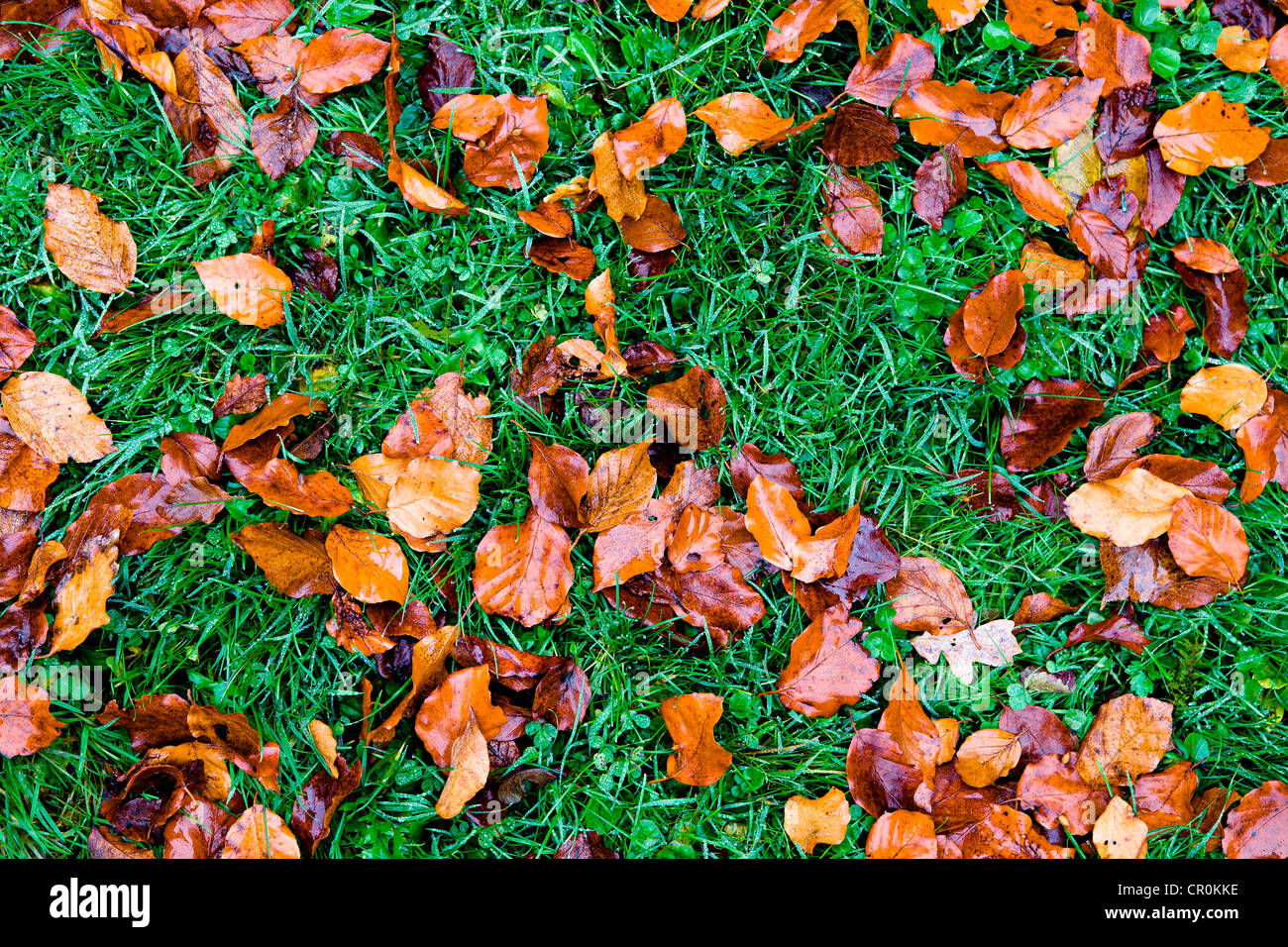 Autumn leaves on grass Stock Photo - Alamy