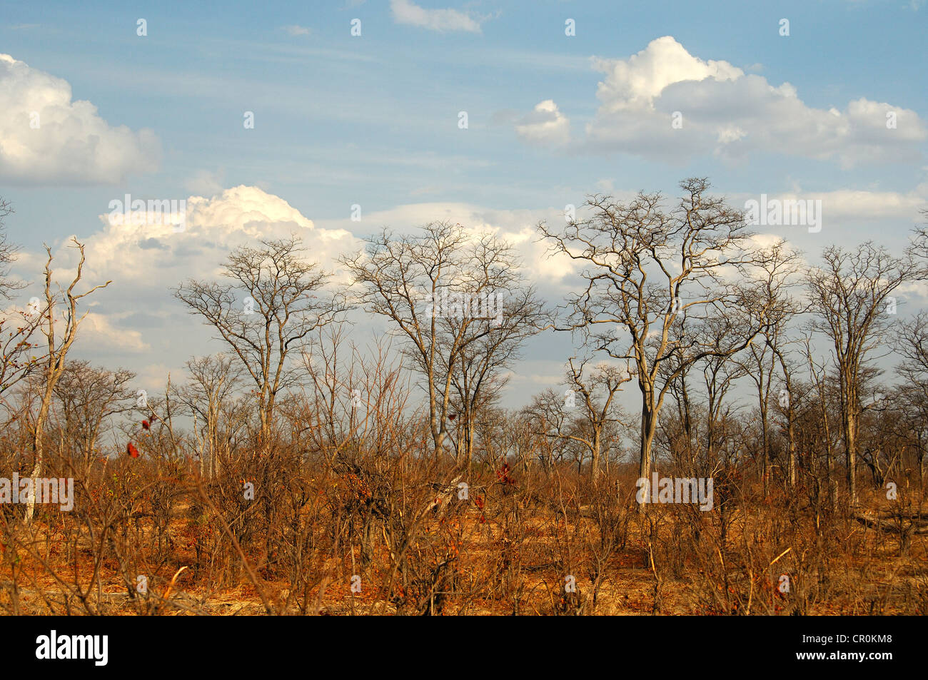 Leafless Leadwood trees (Combretum imberbe) during the winter dry ...