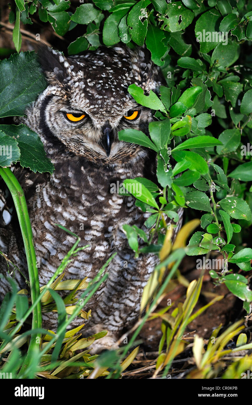 Spotted Eagle-owl (Bubo africanus), Western Cape, South Africa, Africa ...