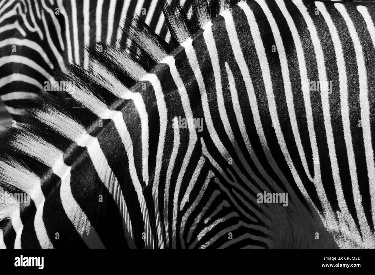 Grevy's zebra stripes Black and White Stock Photos & Images - Alamy