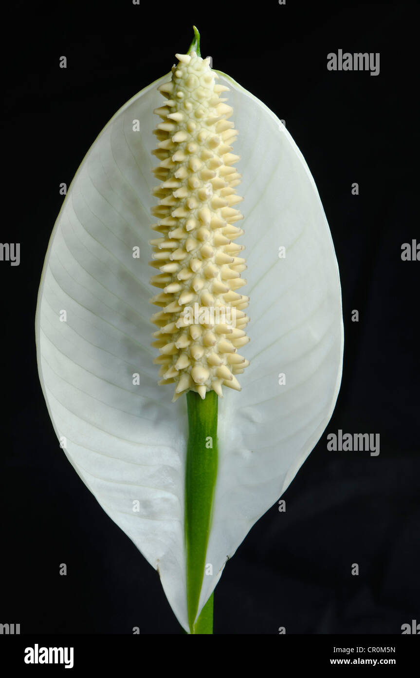 Peace lily flowering hi-res stock photography and images - Alamy
