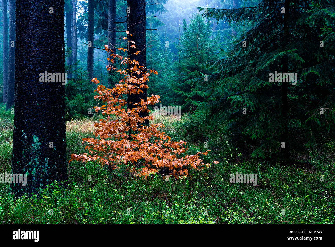 Thuringian forests hi-res stock photography and images - Alamy