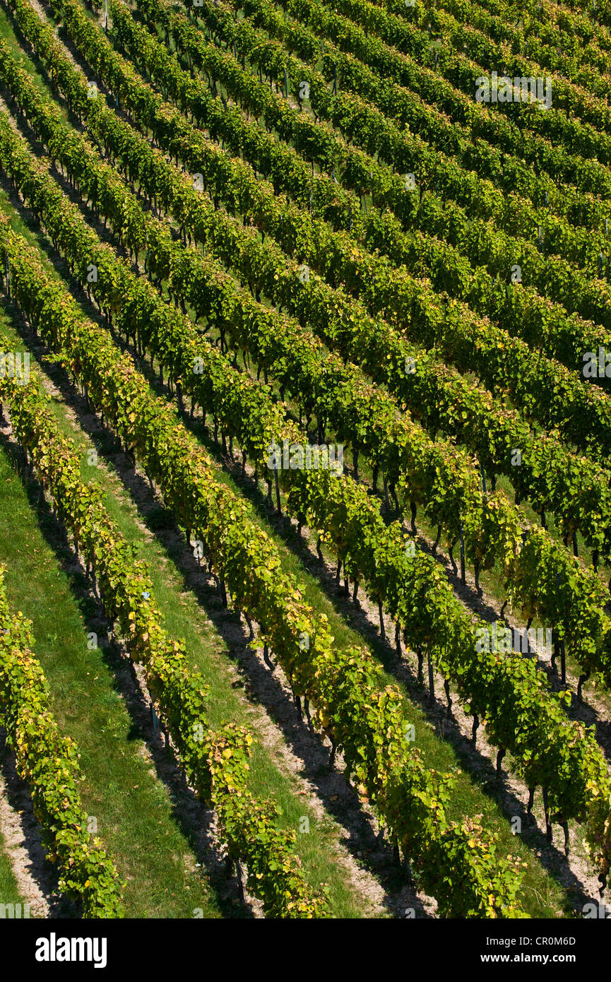 Aerial top view vineyard rows hi-res stock photography and images - Alamy