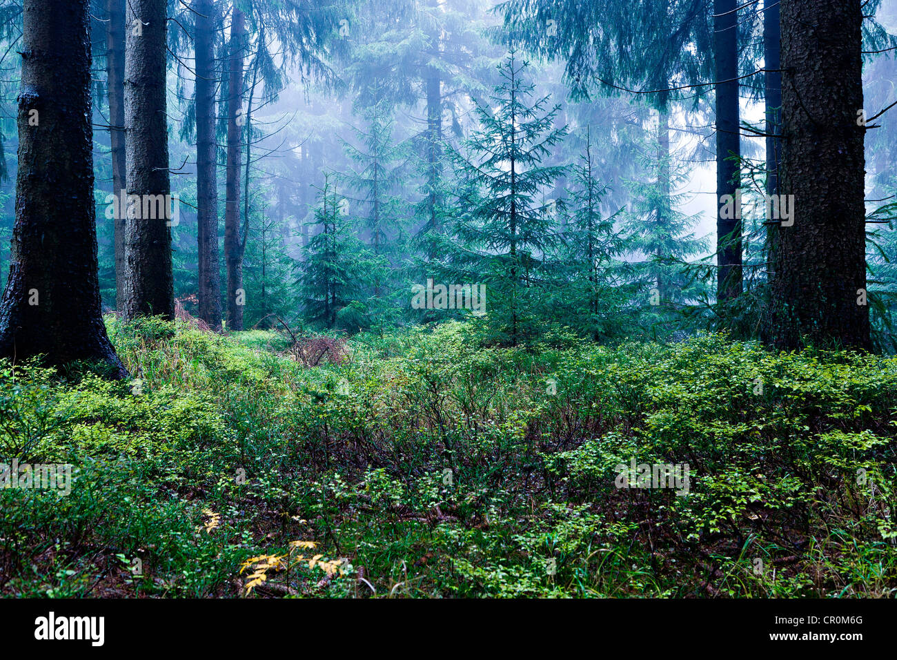 Masserberg hi-res stock photography and images - Alamy