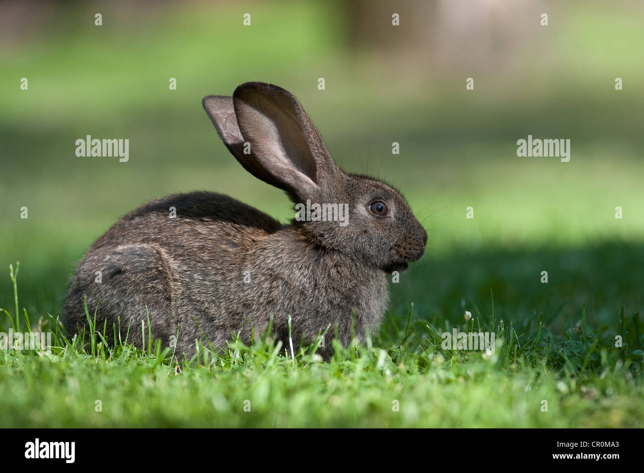 Domestic rabbit (Oryctolagus cuniculus forma domestica) in meadow ...