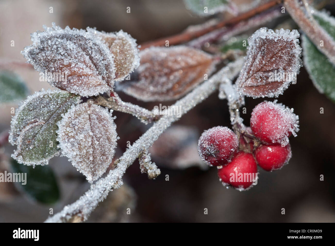 Cotoneaster cotoneaster sp hi-res stock photography and images - Alamy