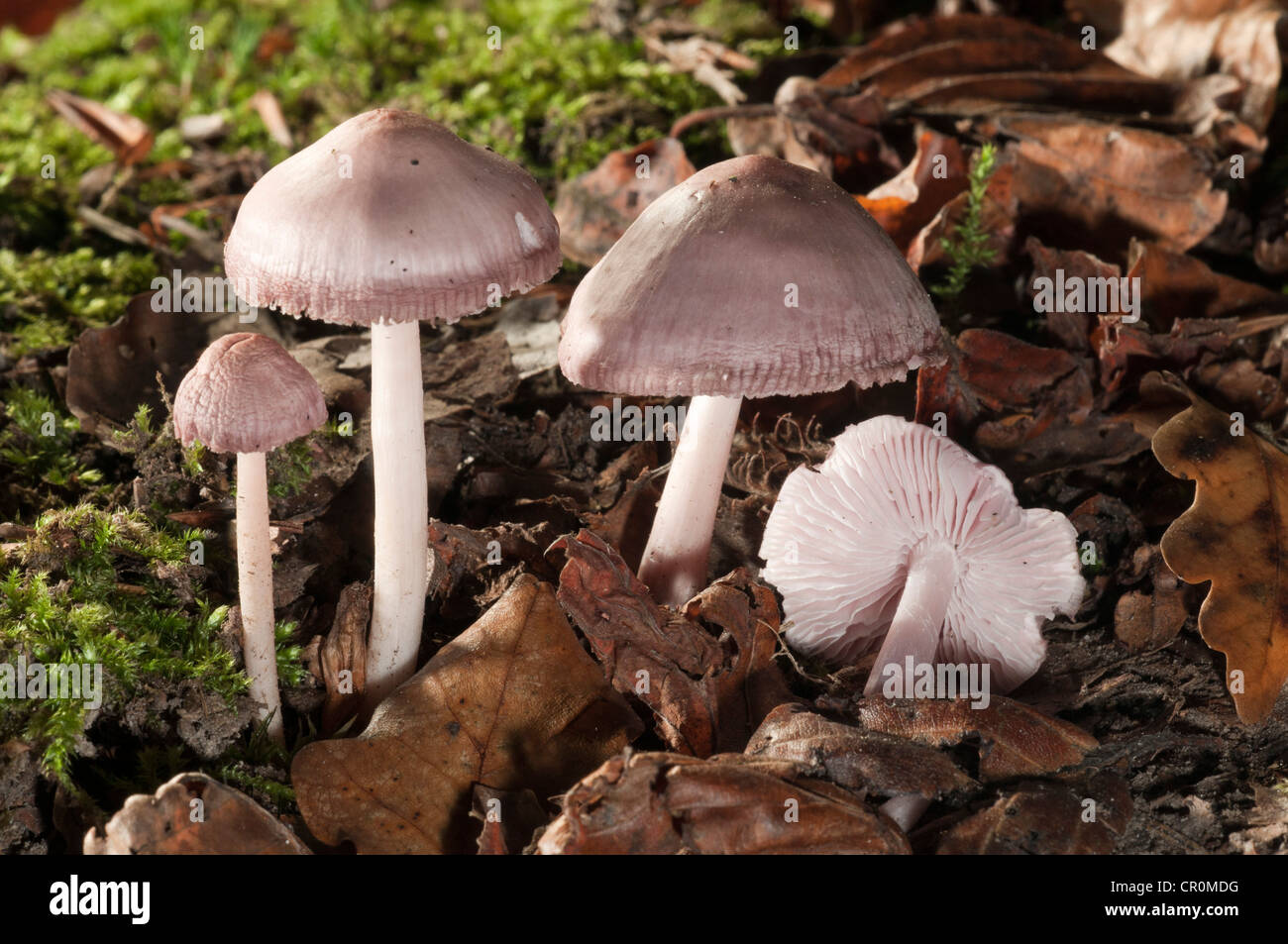 Lilac Bonnet (Mycena pura), Untergroeningen, Baden-Wuerttemberg ...