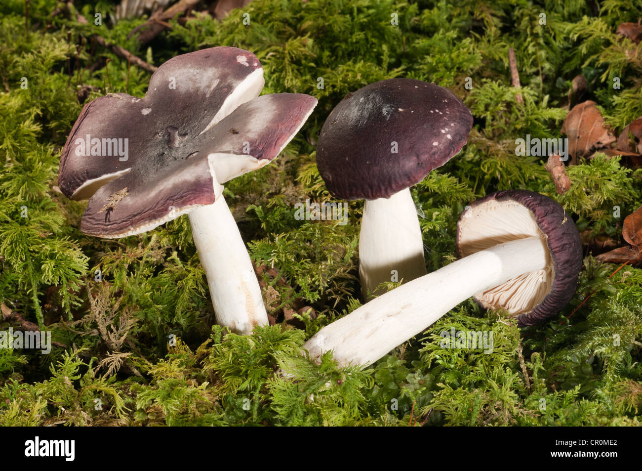Russula Firmula (Russula firmula), Untergroeningen, Baden-Wuerttemberg ...
