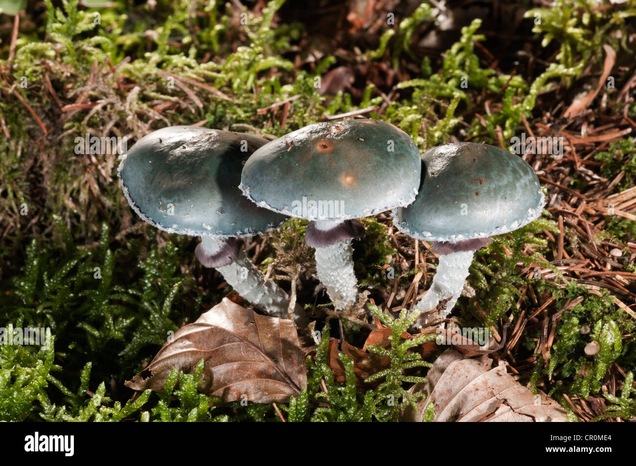 Verdigris Agaric (Stropharia aeruginosa), Untergroeningen, Baden ...