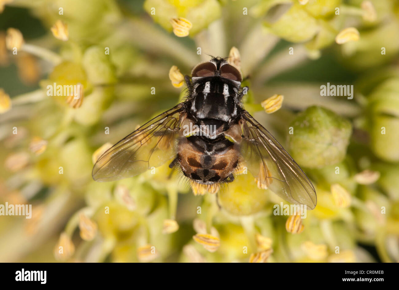 Noon Fly (Mesembrina meridiana) on flowering ivy, Untergroeningen ...