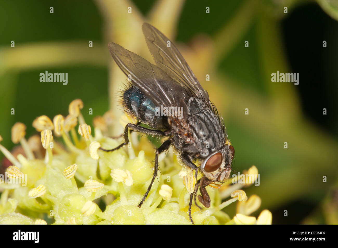 Blowfly (Calliphora sp.), on an ivy flower, Untergroeningen, Baden ...