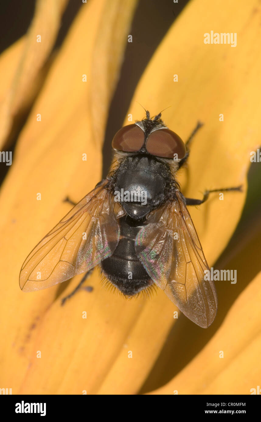 Parasitc fly (Elomya lateralis) on petal of Coneflower (Rudbeckia ...