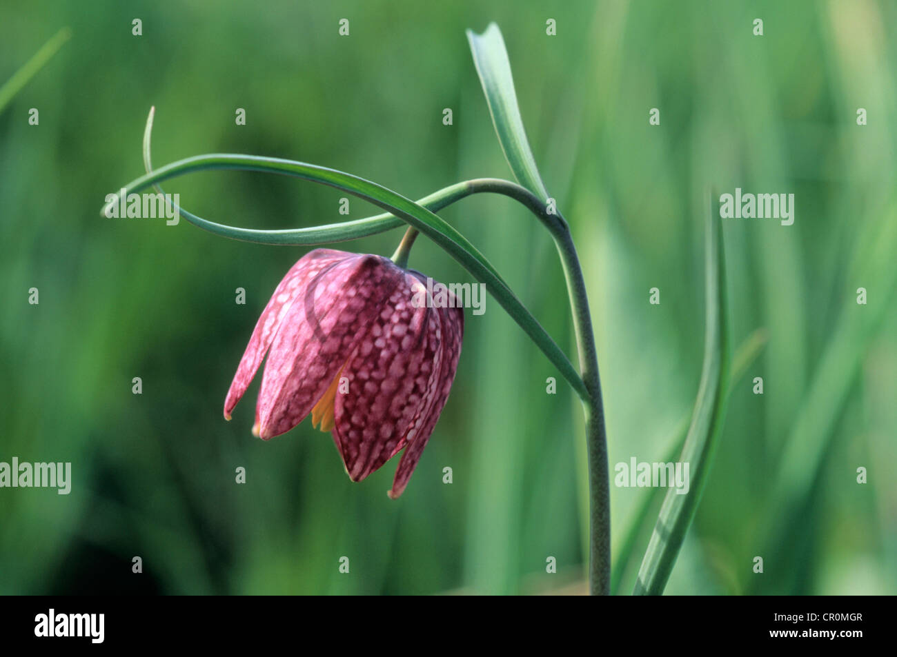 Snakes Head Fritillari High Resolution Stock Photography and Images - Alamy