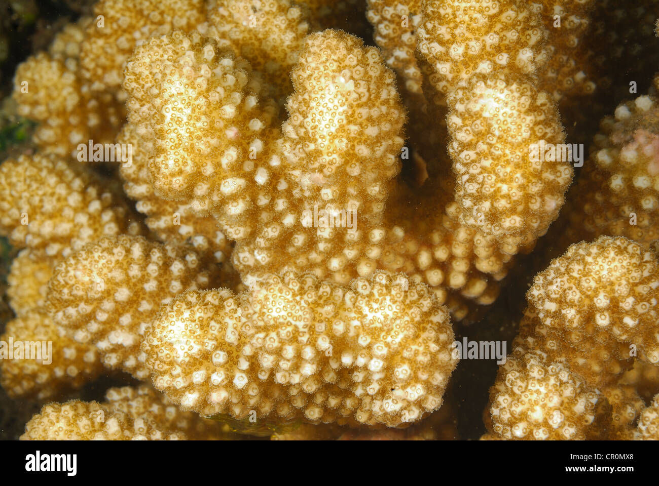 Soft coral lobophyton sp hi-res stock photography and images - Alamy