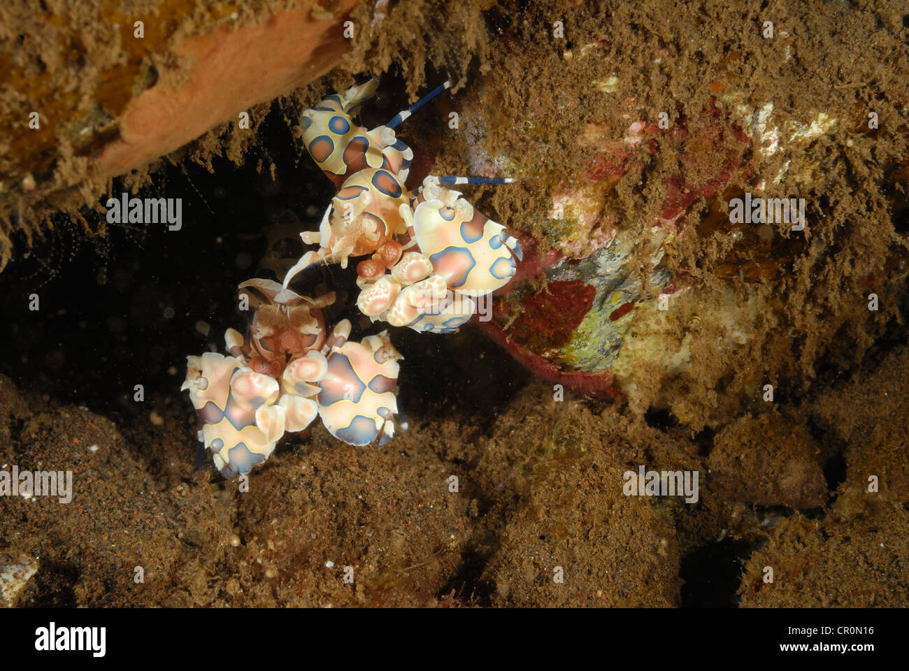 Hymenocera hi-res stock photography and images - Alamy