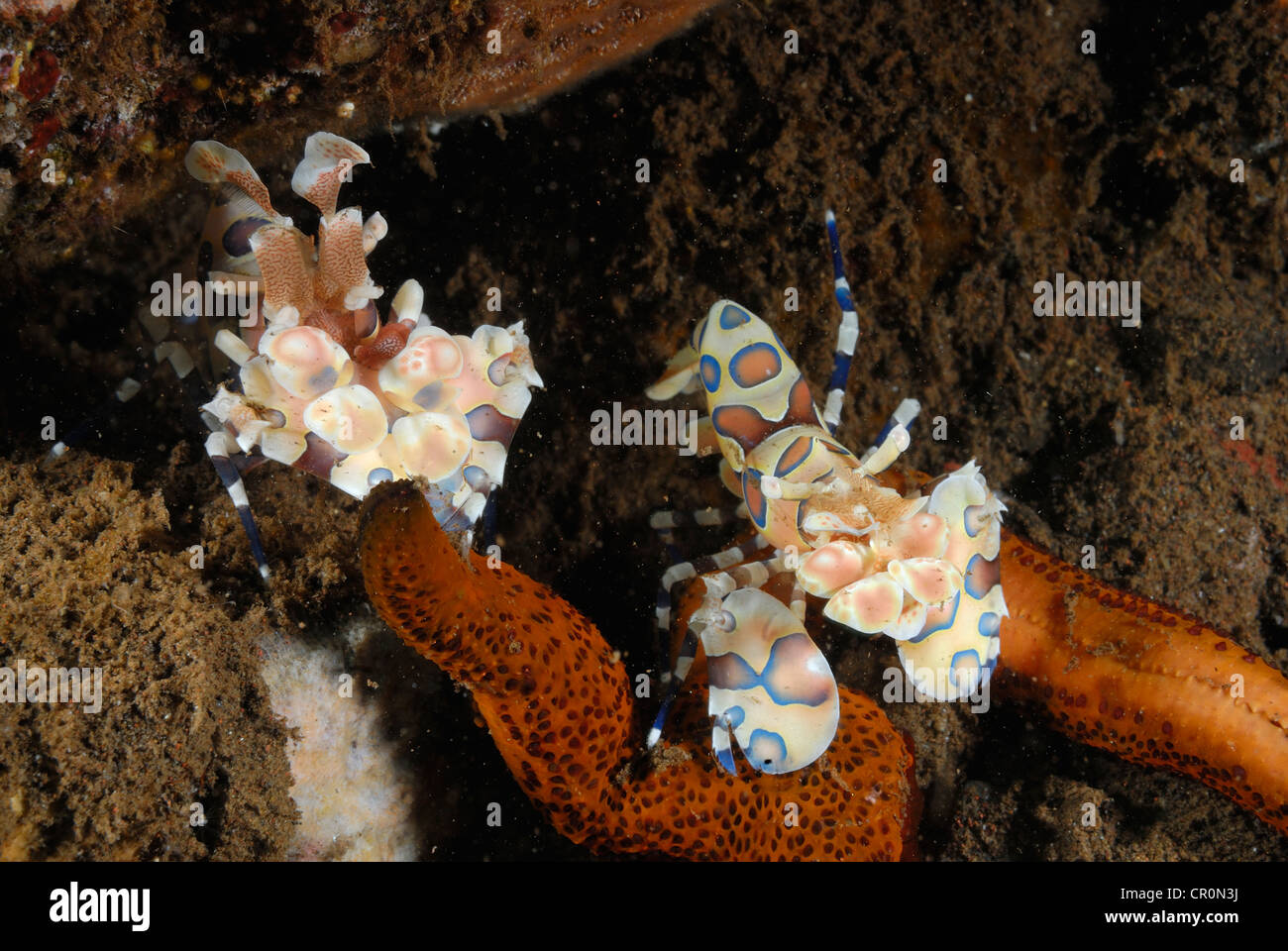 A pair of Blue Harlequin Shrimp (Hymenocera elegans), Gnathophyllidae ...