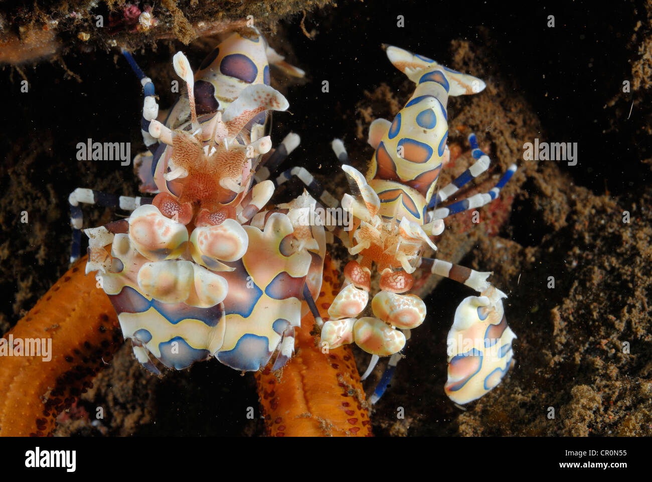 A pair of Blue Harlequin Shrimp (Hymenocera elegans), Gnathophyllidae ...