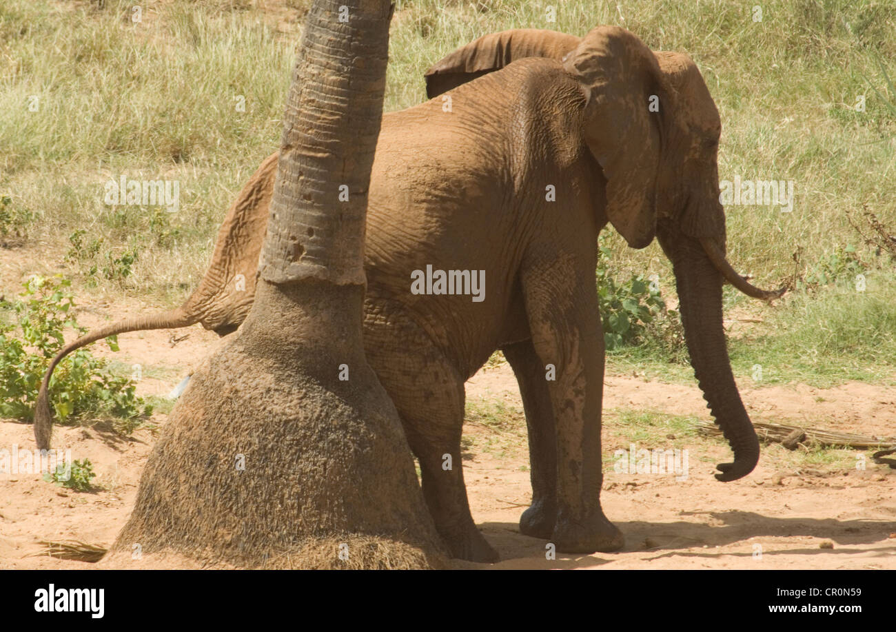 Elephant scratching rear end against doum palm tree Stock Photo - Alamy