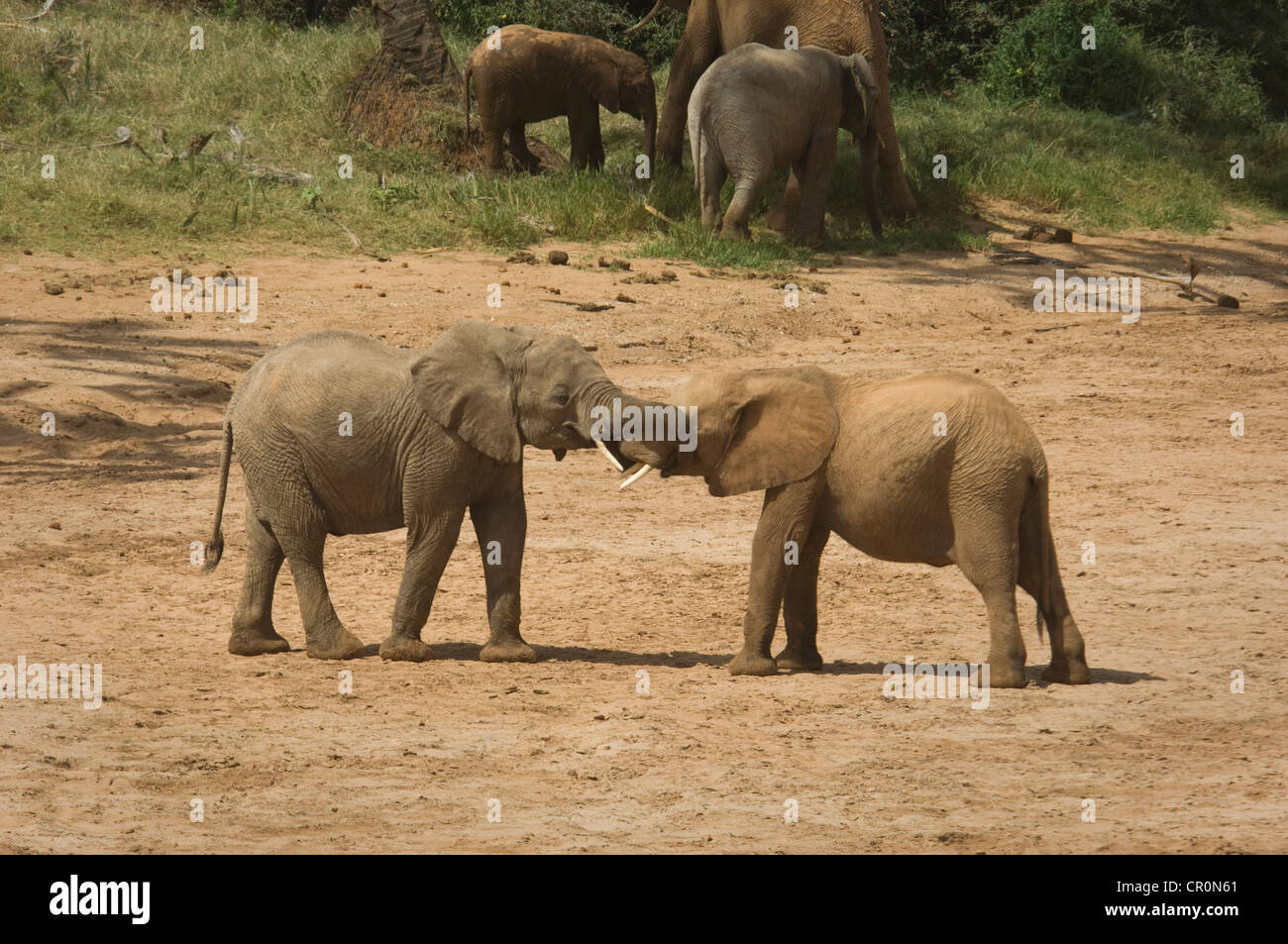 Two elephants greeting Stock Photo - Alamy