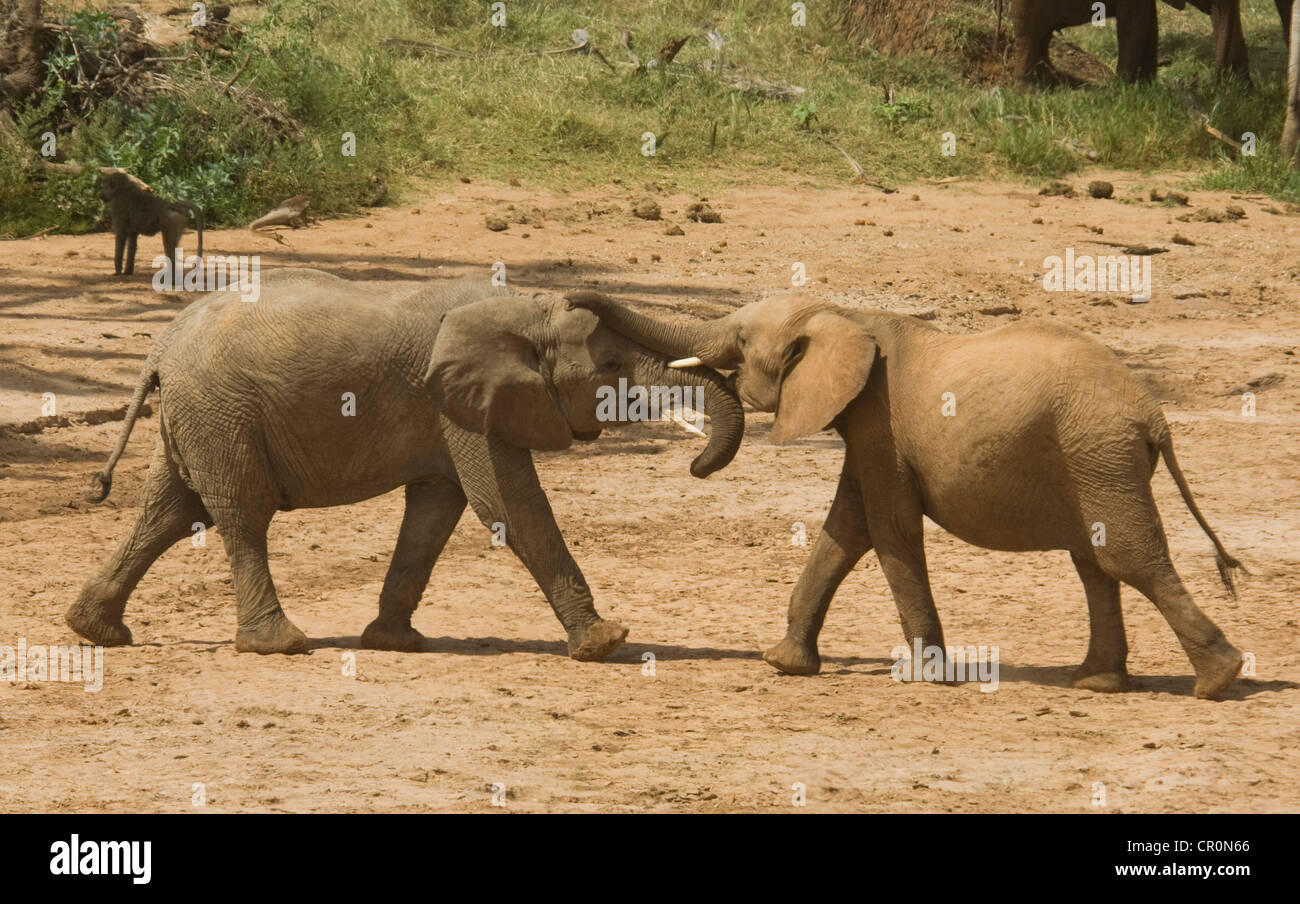 Two elephants playing Stock Photo - Alamy