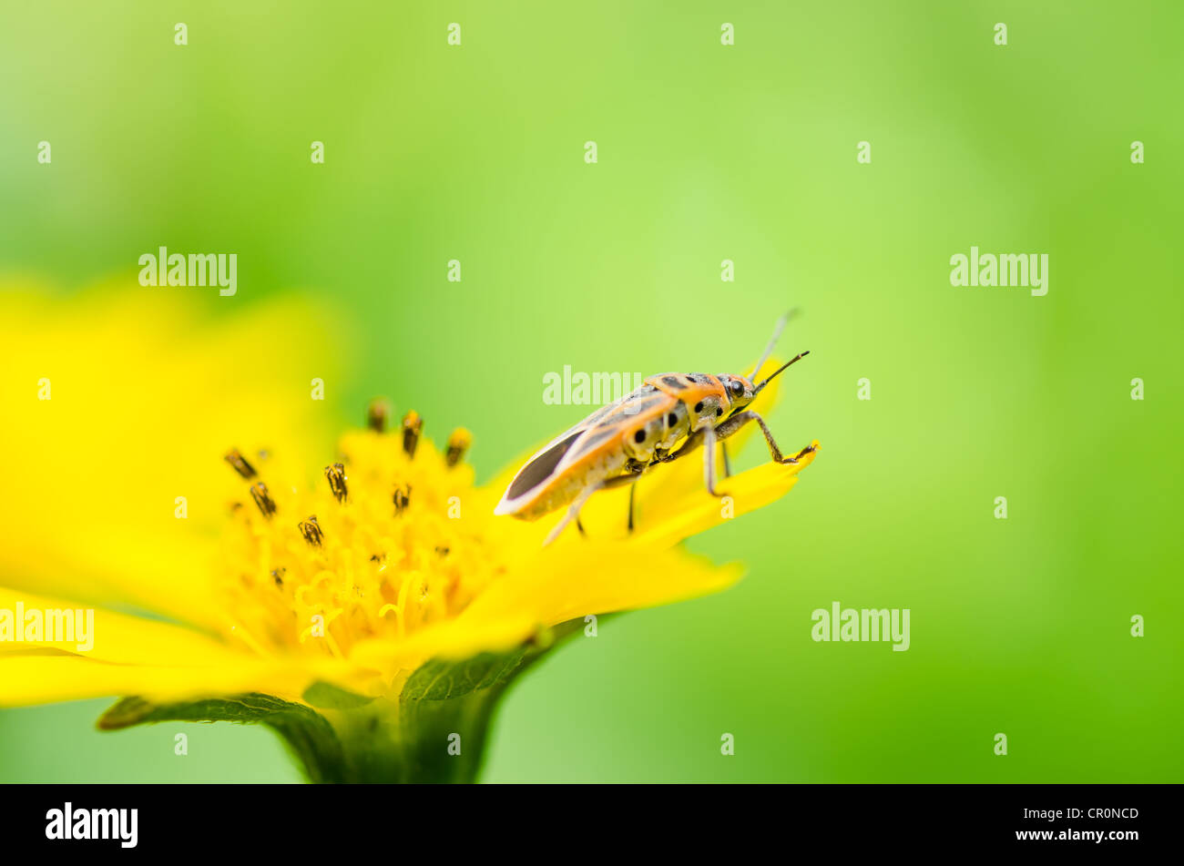 red bug or Hemiptera in the nature Stock Photo - Alamy