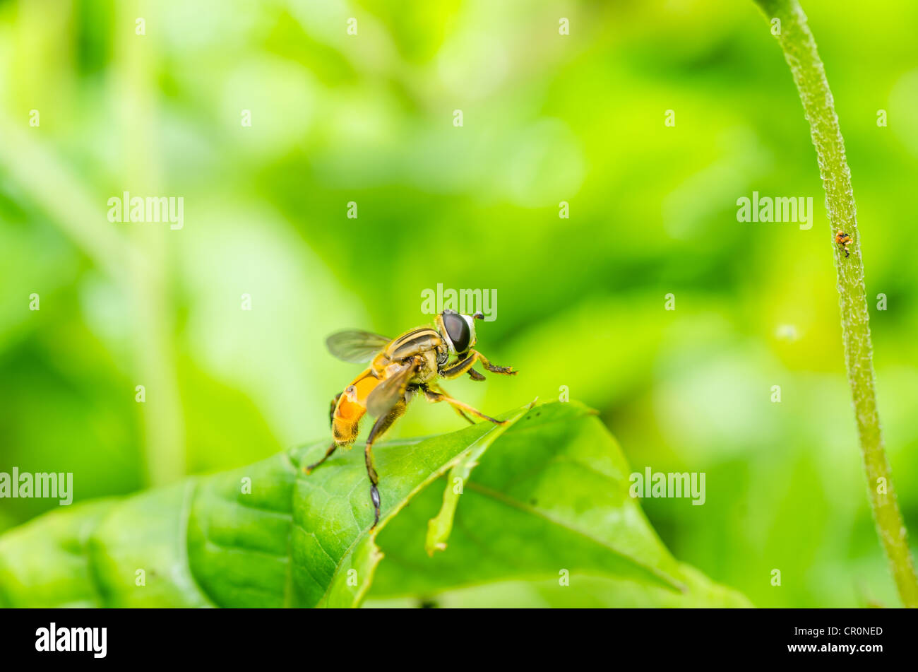 Fruit files or Flower files or hover files macro in green nature or in ...