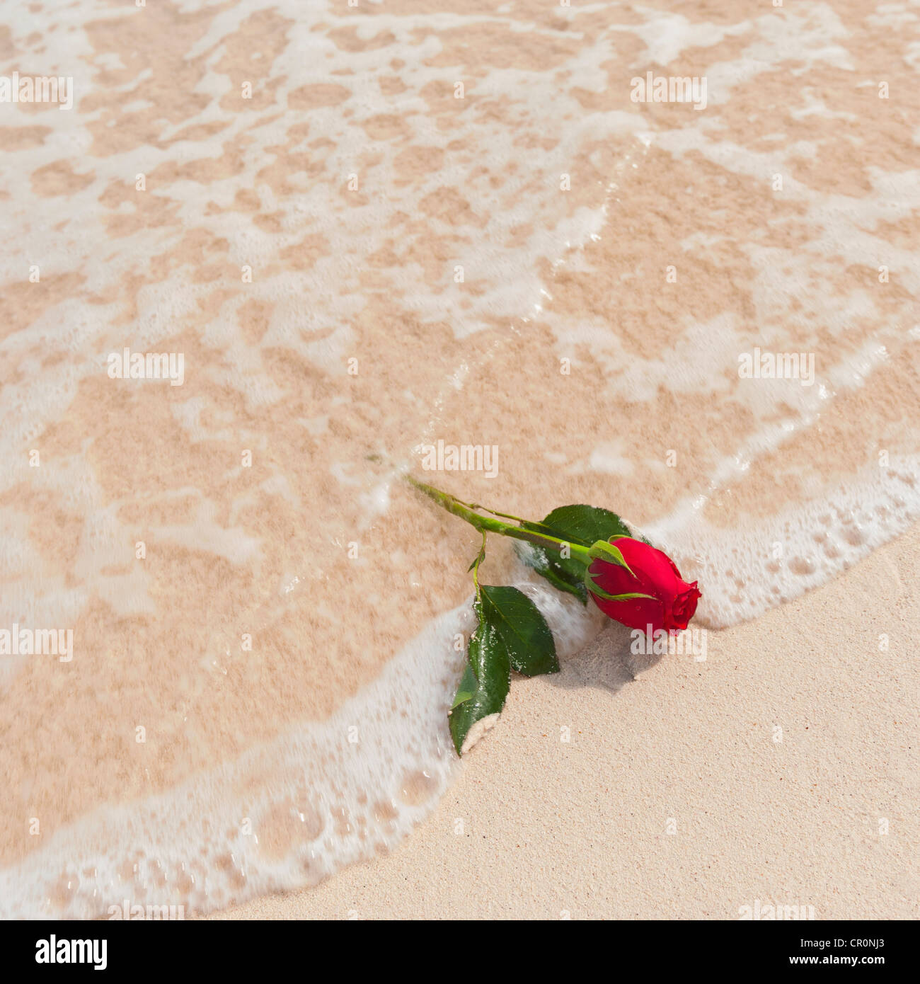 Mexico, Yucatan, Red rose on beach Stock Photo - Alamy