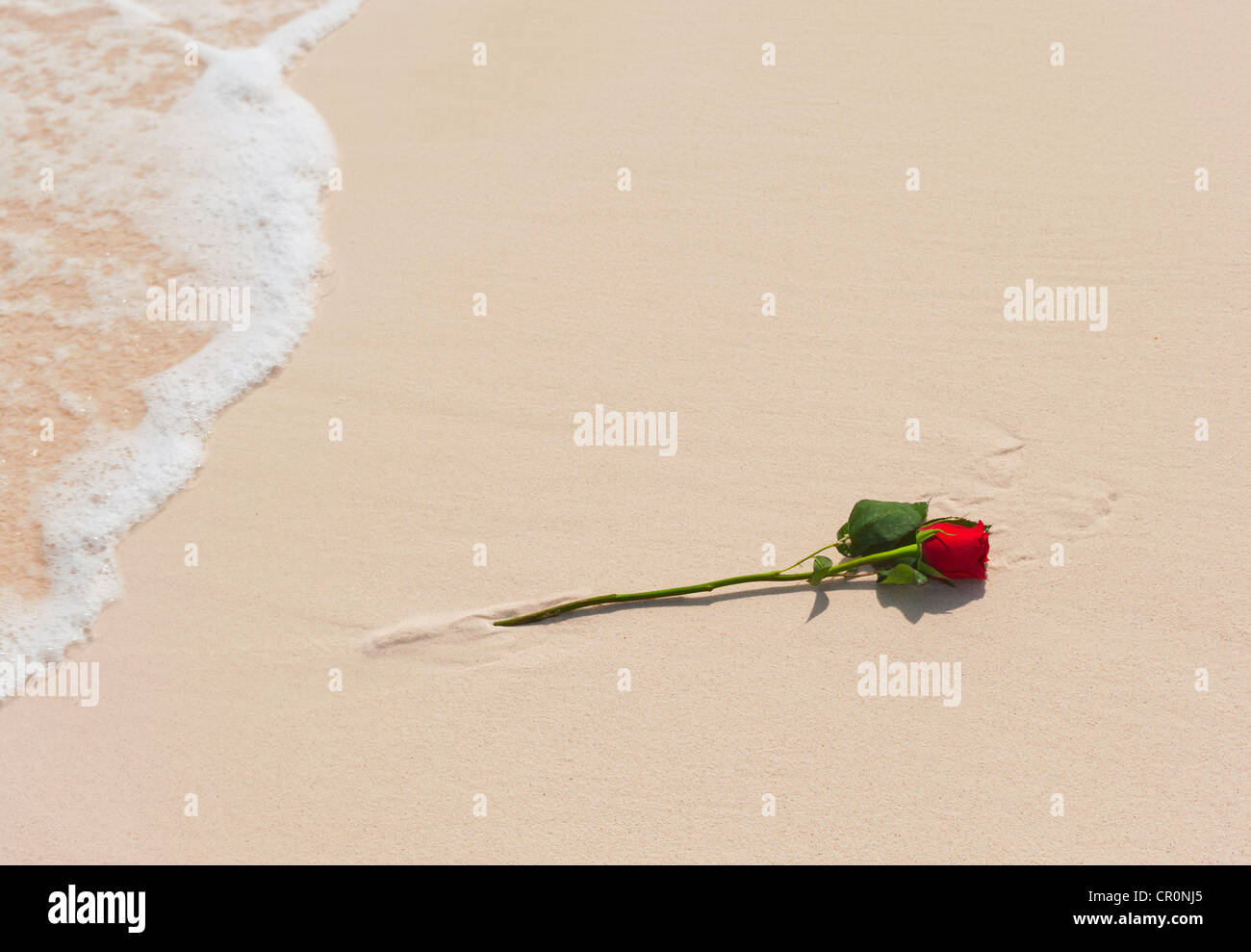 Mexico, Yucatan, Red rose on beach Stock Photo - Alamy