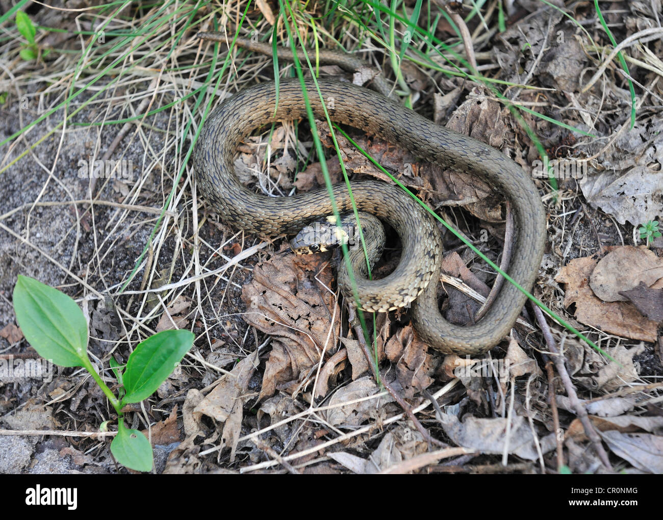Poland wildlife hi-res stock photography and images - Alamy