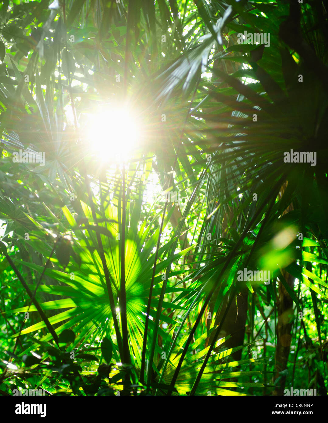 Mexico, Yucatan, Tropical leaves Stock Photo - Alamy
