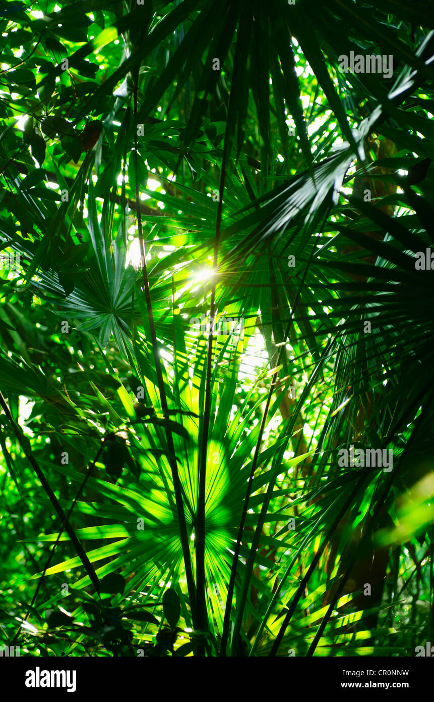 Mexico, Yucatan, Tropical leaves Stock Photo - Alamy