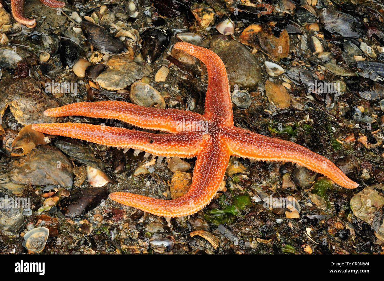 Common Starfish or Common Sea Star (Asterias rubens), Ireland Sea ...
