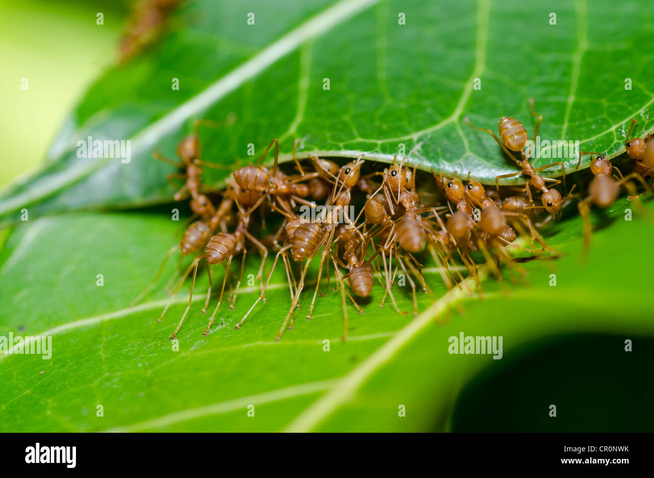 red ant teamwork in green nature or in the garden Stock Photo - Alamy