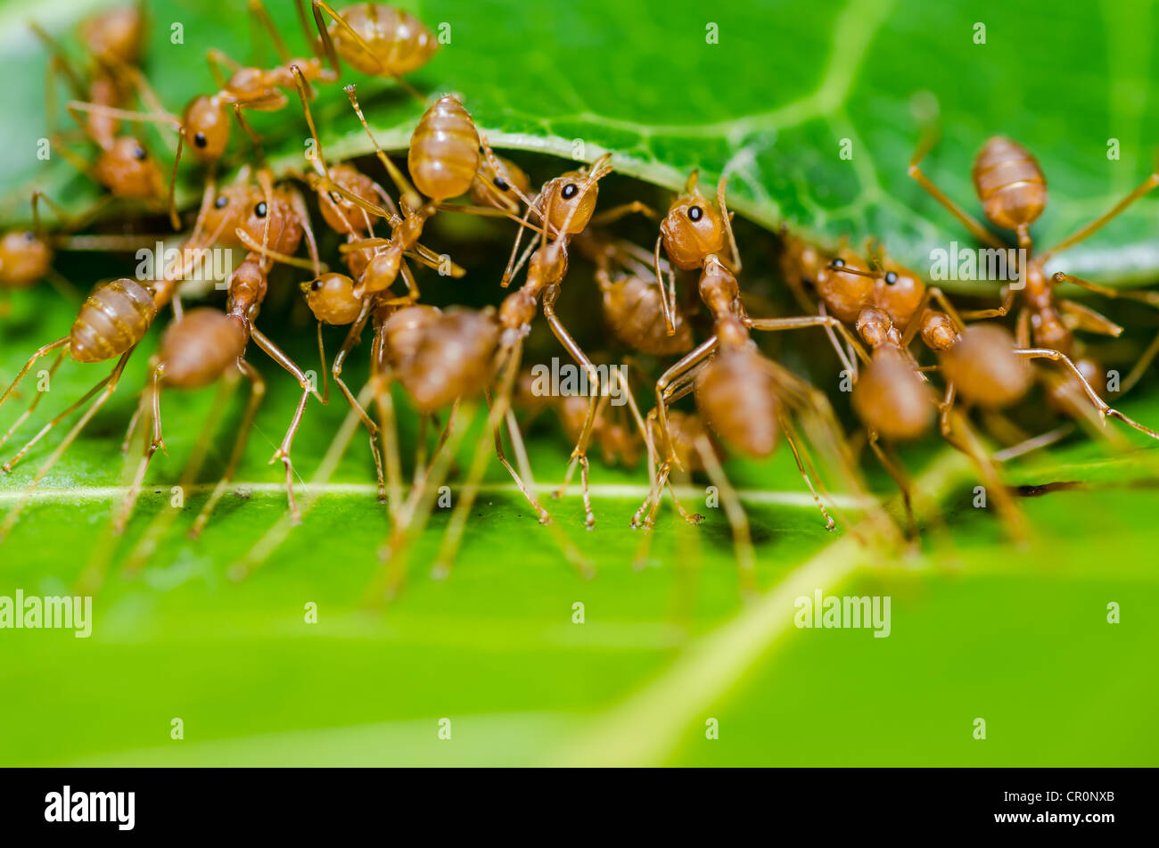 red ant teamwork in green nature or in the garden Stock Photo - Alamy