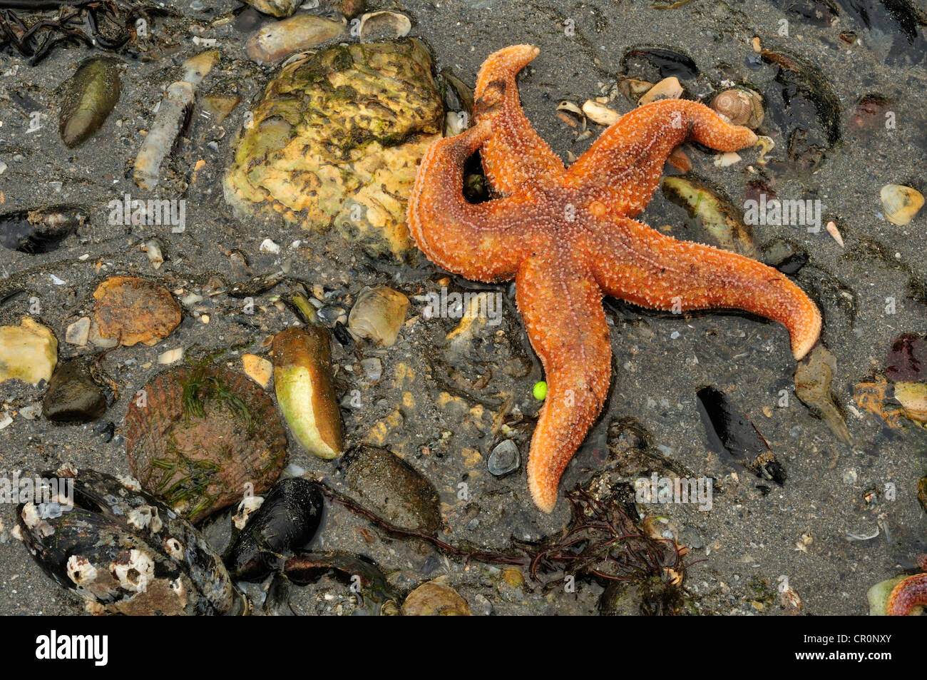 Common Starfish or Common Sea Star (Asterias rubens), Ireland Sea ...
