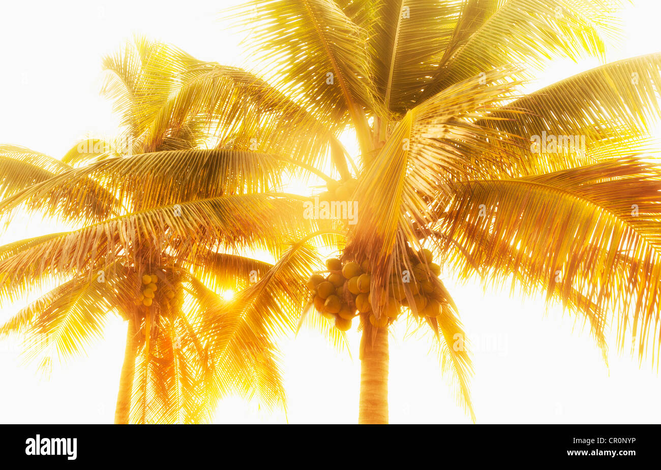 Mexico, Yucatan, Palm trees at sunset Stock Photo - Alamy