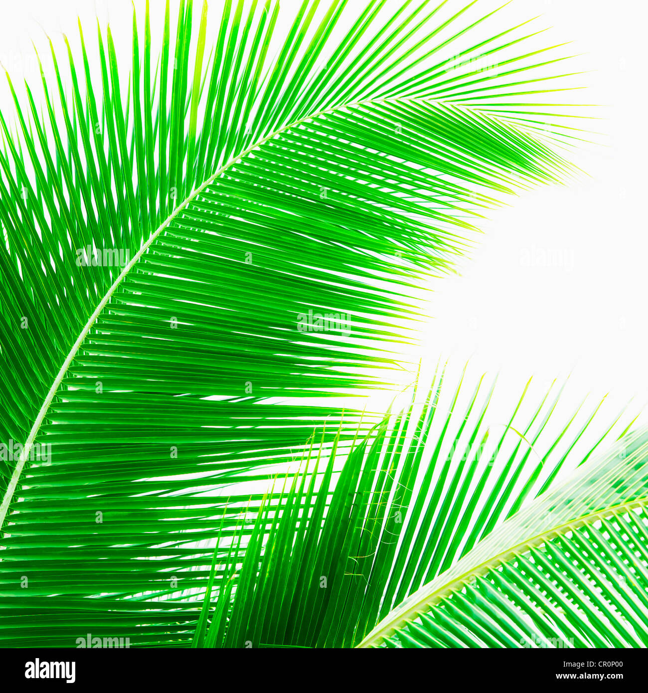 Mexico, Yucatan, Palm leaves Stock Photo - Alamy
