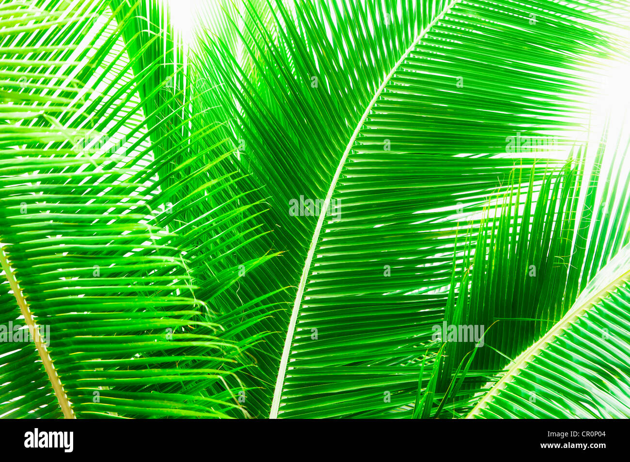 Mexico, Yucatan, Palm leaves Stock Photo - Alamy