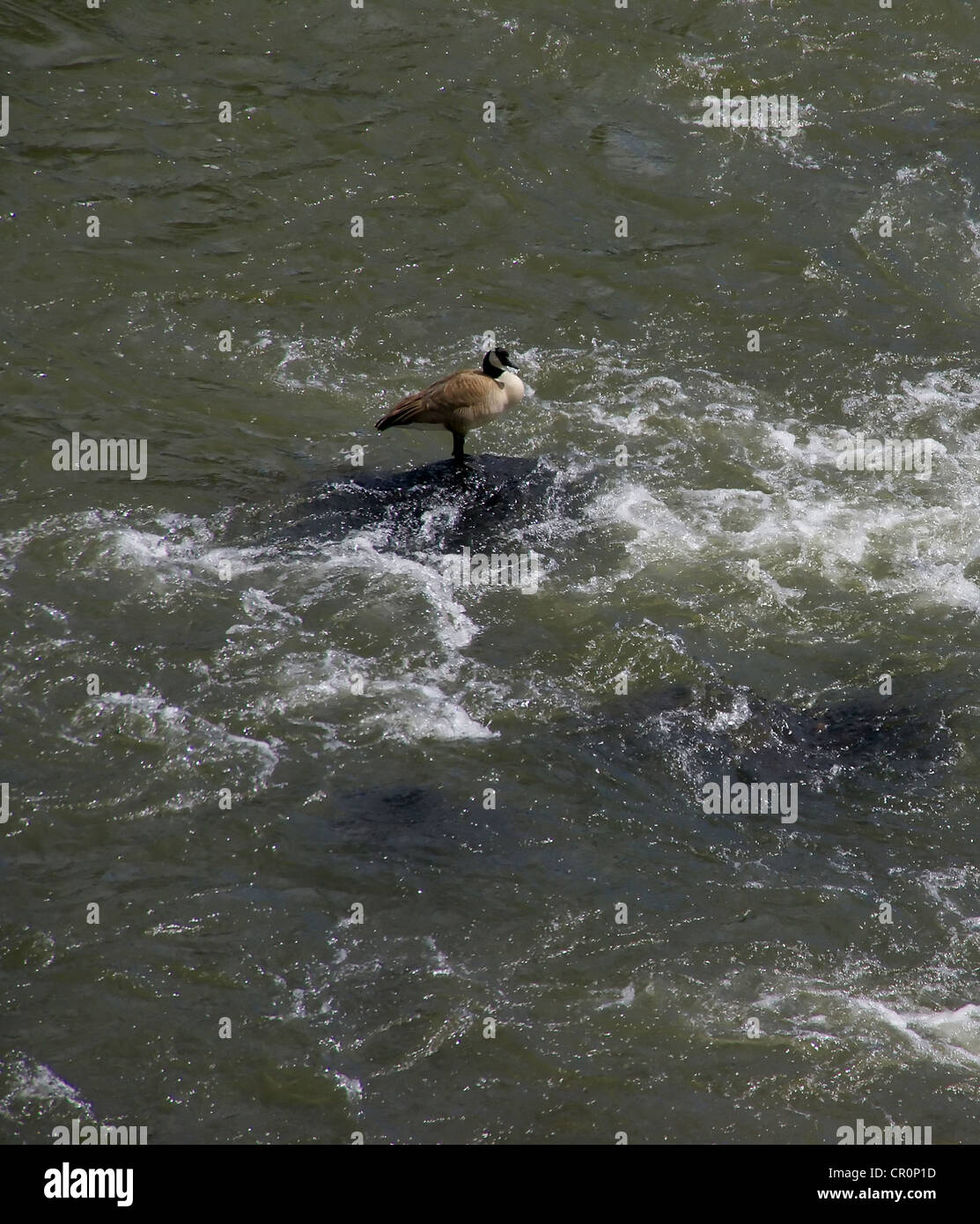 Canada goose wildlife hi-res stock photography and images - Alamy